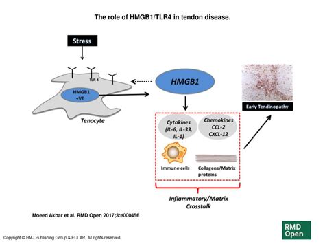 The Role Of Hmgb1 Tlr4 In Tendon Disease Ppt Download