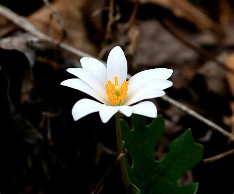 Simply Beautiful Photograph By Lisa Vaccaro Fine Art America