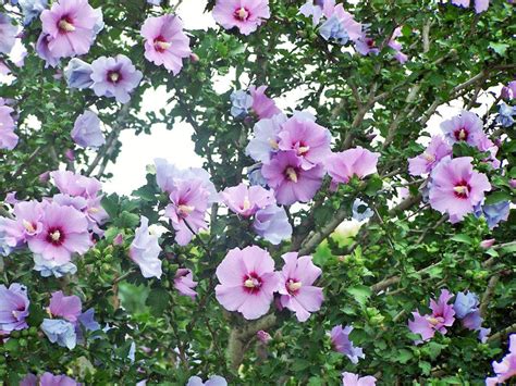 Roses Of Sharon Plant Care And Collection Of Varieties