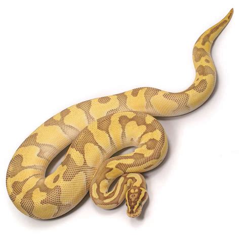 enchi lesser pastel ball python 2018 male serpentia