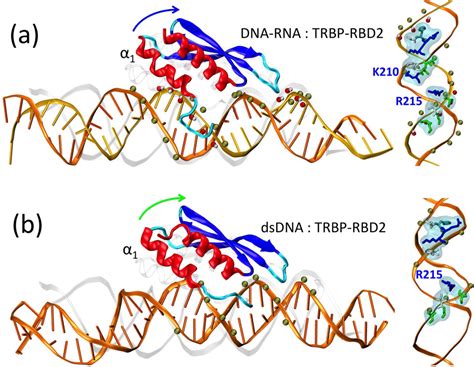 Substrate Recognition And Specificity Of Double Stranded Rna Binding