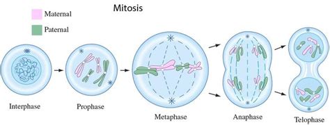 Somatic Cell Diagram