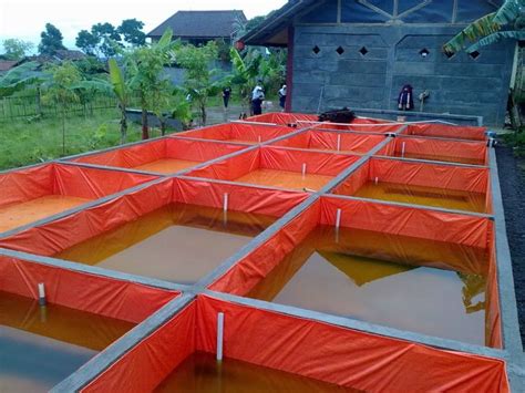 Budidaya Lele Di Kolam Terpal Vs Kolam Tembok