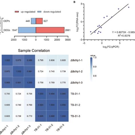 The Transcriptomics And Proteomics Analysis Of B Cinerea Tb 31 And