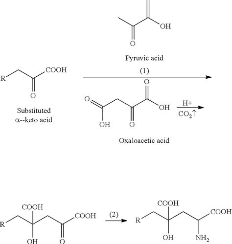 Oxaloacetic Acid