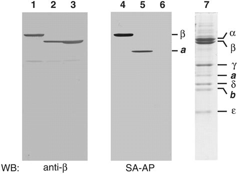 Subunit Rotation Of Atp Synthase Embedded In Membranes A Or β Subunit