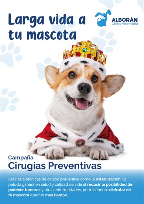 Campaña De Esterilización Y Cirugías Preventivas Clínica Veterinaria