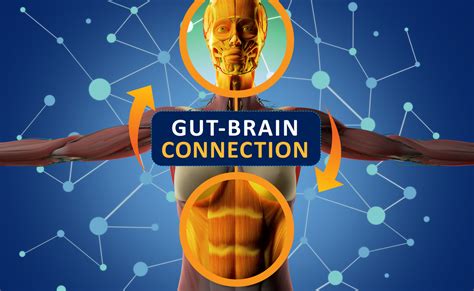 The Gut Brain Connection How Your Microbiome Affects Mental Health