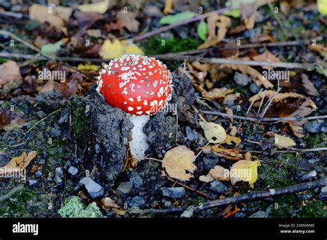 Fly Agaric Or Fly Amanita Amanita Muscaria The Red White Spotted
