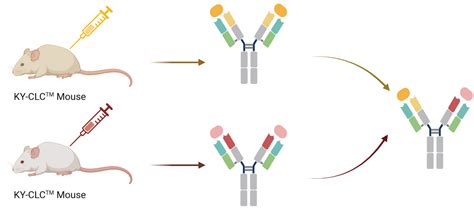 Bispecific Antibodies Bridging Targets And Effector Molecules Kyinno Bio