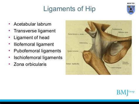 Anatomy Of Hip Joint