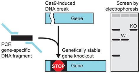 Simplified Gene Knockout By Crispr Cas9 Induced Homologous