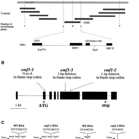 Map Based Cloning And Gene Structure Of Emf1 Download Scientific