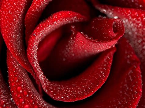 Fondos De Pantalla Rojo Pétalos Rosa Mojado Día De San Valentín