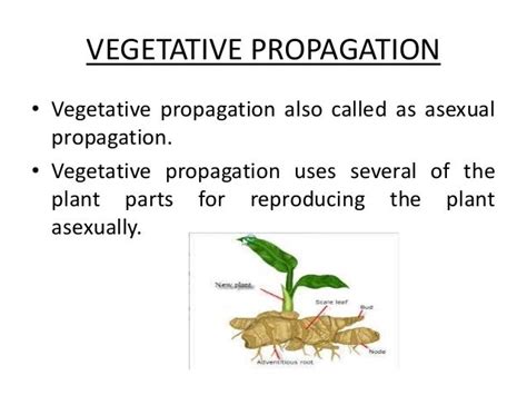 Vegetative Définition What Is