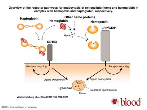 Identification Of The Receptor Scavenging Hemopexin Heme Complexes