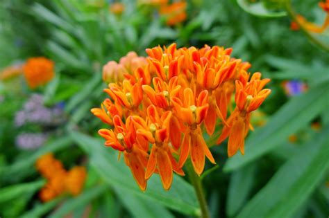 Butterfly Milkweed Help The Monarch Butterfly And Plant Milkweed In