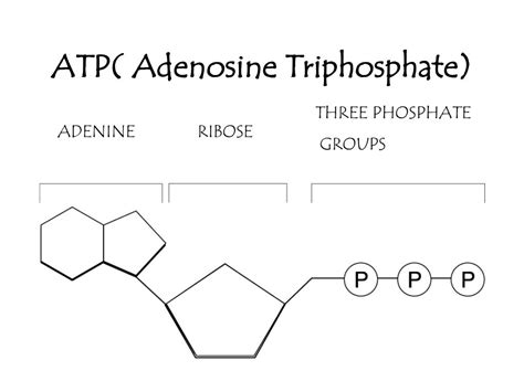 Ppt Atp Adenosine Triphosphate Powerpoint Presentation Free