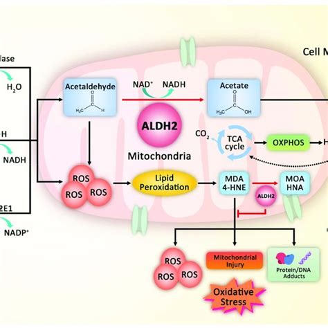 Function And Regulatory Pathways Of Aldh2 In Oxidative Stress Related