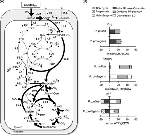 Quantitative Metabolic Flux Analysis A And Energetic Distributions