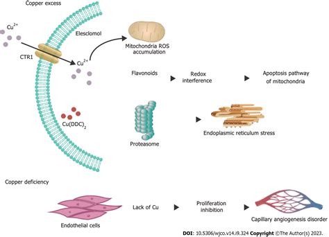 Progress In The Research Of Cuproptosis And Possible Targets For Cancer