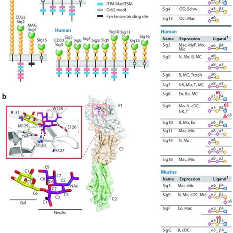 Human And Murine Siglecs A Structural Features Of Human And Murine