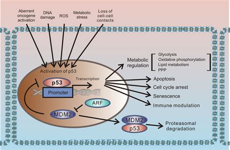 Outline Of The Regulation Of Cellular Stresses By P53 P53 Protein Is