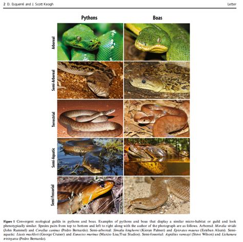 convergent evolution between pythons and boas anole annals
