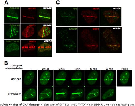 Figure 1 From The Rna Binding Protein Fused In Sarcoma Fus Functions