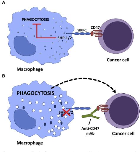Figure 1 From Cancer Immunotherapy Targeting The Cd47 Sirpα Axis
