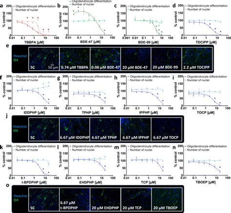 Differentiation Into Oligodendrocytes Npc5 In The Presence And