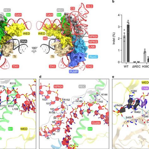 Overall Structure Of The Iscb ωrna Target Dna Complex A Domain