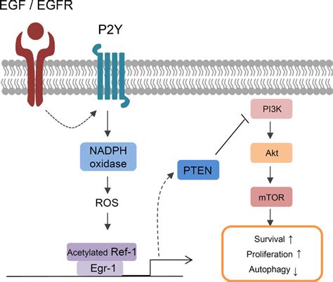A Model Of Egf Induced Signaling In Lung Cancer Cells Egf Egfr Induced