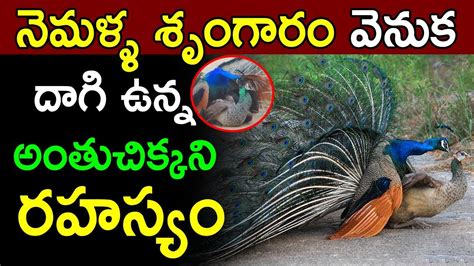 Unbelievable Facts You Dont Know About Peacocks Youtube