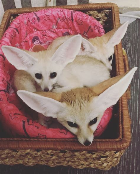 we have fennec fox for sale in tx red fox for sale fennec