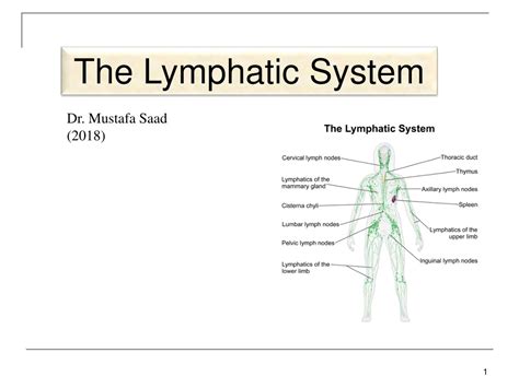 Ppt The Lymphatic System Powerpoint Presentation Free Download Id