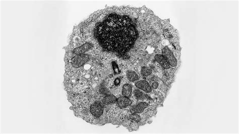 Eukaryotes And Prokaryotes Cell Structures Ocr Gateway Gcse
