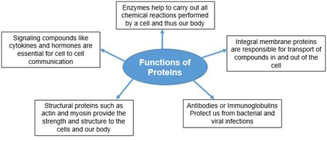 Protein Synthesis Definition Purpose And Function Lesson