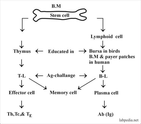 Chapter 8 Specific Immune Cells B And T Lymphocytes Nk Cell Null