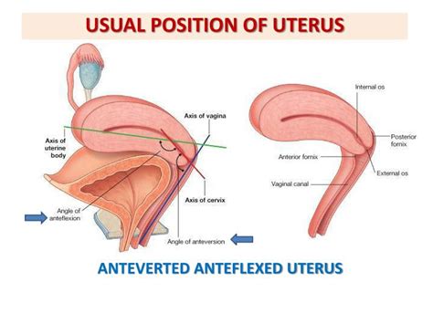 Ppt Anatomy Of The Female Reproductive System Powerpoint Presentation