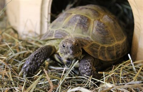 russian tortoise bedding everything reptiles