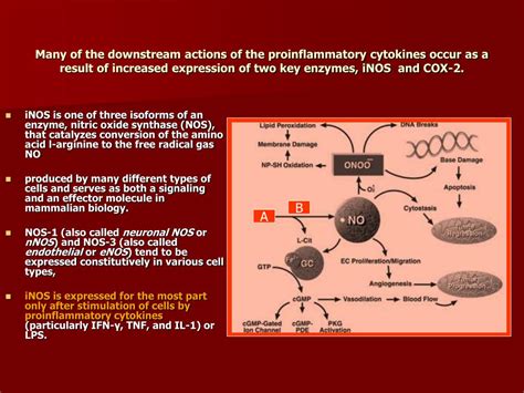 Ppt Inflammatory Response Powerpoint Presentation Free Download Id