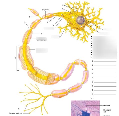 Parts Of Motor Neuron Diagram Quizlet