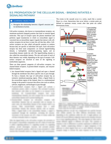Solution Propagation Of The Cellular Signal Binding Initiates A