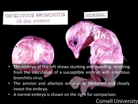 Avian Infectious Bronchitis Photo Session