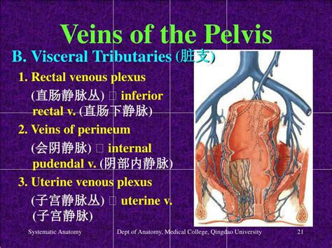 Ppt Section 4 The Veins Powerpoint Presentation Free Download Id