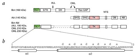 Structural And Functional Domains Of Bcr Abl And Bcr Abl37 A The