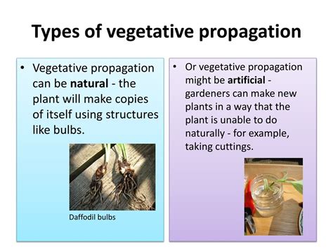 Vegetative Propagation Meaning Types And Examples
