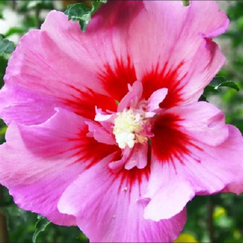 Hibiscus Syriacus Althea — Flors Catalunya
