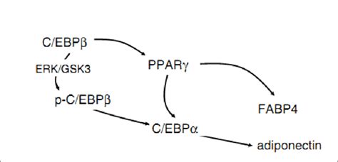 C Ebp β Is Expressed Early Stage Of Differentiation However It Is Not
